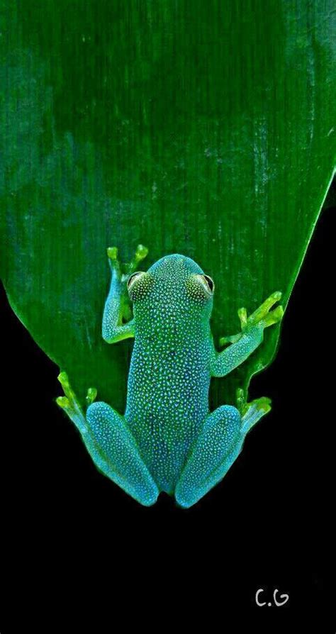 Slope Snouted Glass Frog Cochranella Euknemos