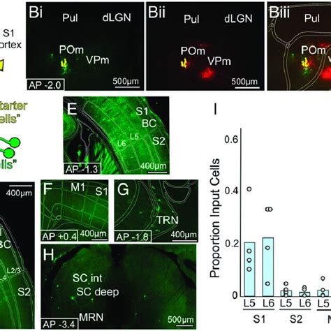 Retrograde Transsynaptic Tracing Of Inputs To The Pul V1 Pathway A