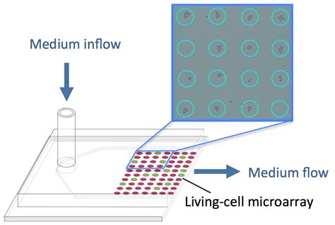 Fermentation Free Full Text Microfluidic Bioreactors For Cellular