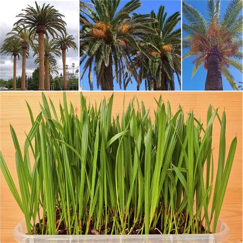 Phoenix Canariensis Seedlings For Sale