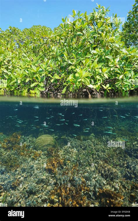 Mangrove Swamps Fish