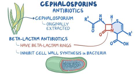 Video Cell Wall Synthesis Inhibitors Cephalosporins Osmosis