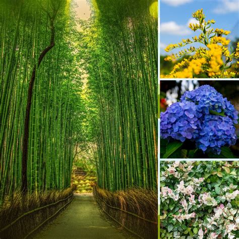What Is The Fastest Growing Garden Plant At Carl Daily Blog