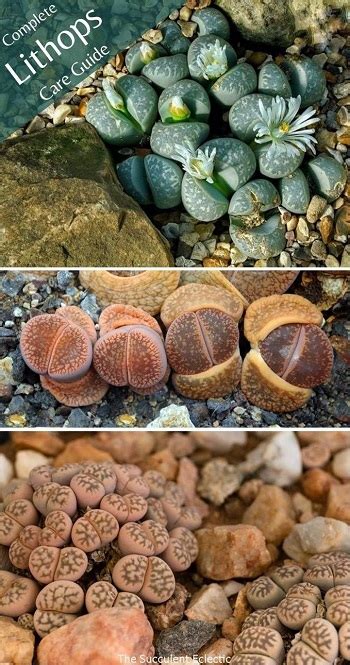 Species Spotlight Lithops ~ Living Stones The Succulent Eclectic