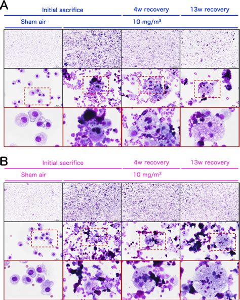Dose Response Relationship Of Pulmonary Disorders By Inhalation
