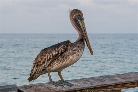 Posing By Danette Thompson · 365 Project