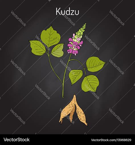 Logotipo Do Kudzu