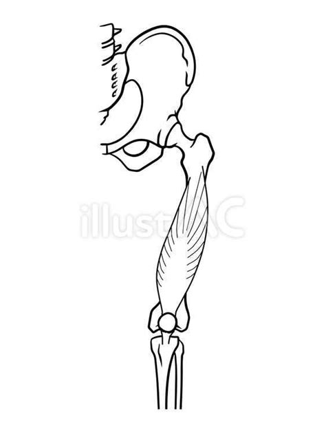 Free Vectors Vastus Intermedius