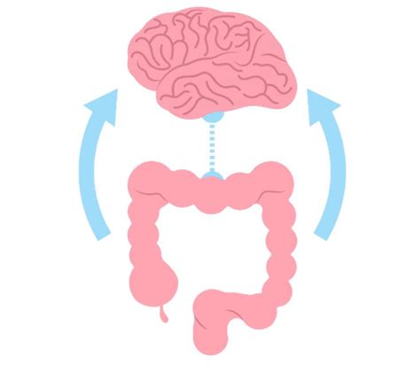 The Gut Brain Connection Unlocking The Secret To Mental Health