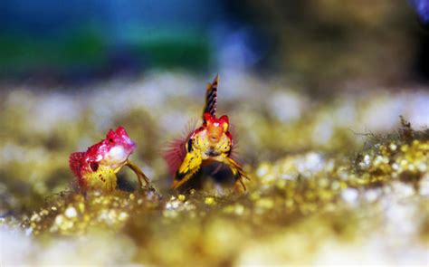 Sycorax Bilder Stock Fotos And Videos Adobe Stock