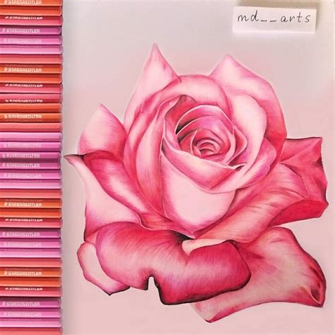 Pink Rose Drawing