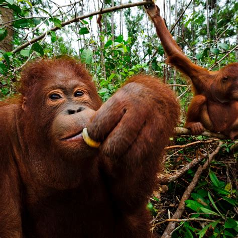 Palm Oil Deforestation Orangutan Xqvue