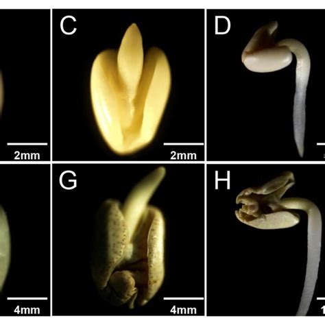 Stereo Microscope Scans Of Different Seed Germination Stages A And