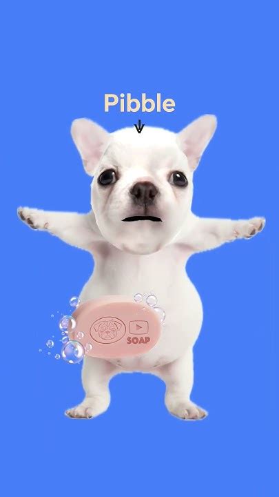 Its Pibble ☺️ Youtube