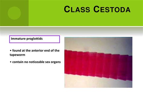Ppt Class Cestoda Powerpoint Presentation Free Download Id1867761