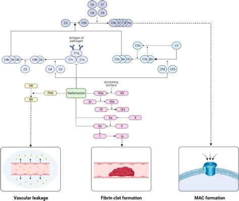 Sepsis Nafamostat Contactsystem Coagulationsystem Complementsystem Journal Of Intensive