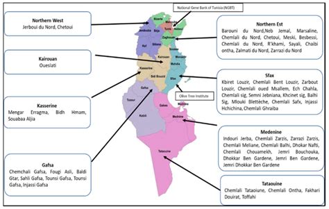 Some Of The Most Common Olive Varieties Cultivated In Tunisia