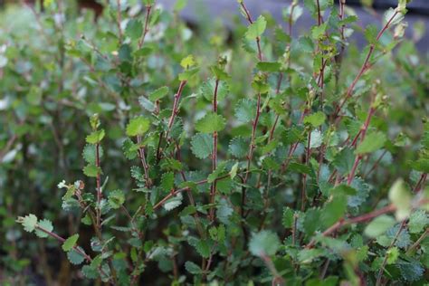 Dwarf Birch Betula Nana