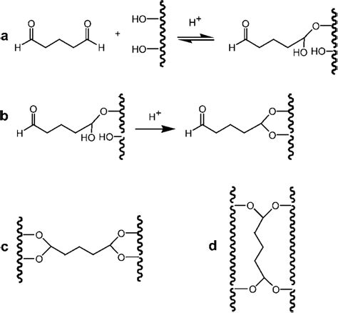 Reaction Scheme Of Glutaraldehyde With One Hydroxyl Group Forming A