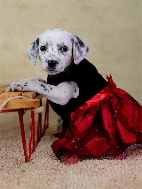 Background And Attributes