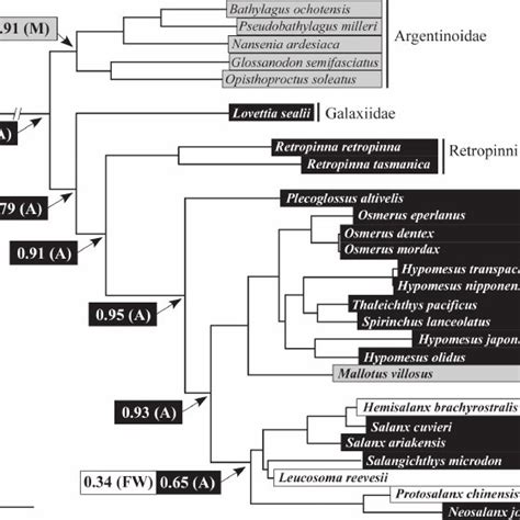 —ancestral Character State Reconstruction Of Anadromous And Freshwater Download Scientific