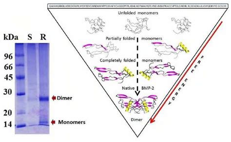 Bmp 2 Dimer The Sds Page For The Monomers And Dimer Bmp 2 After Download Scientific Diagram