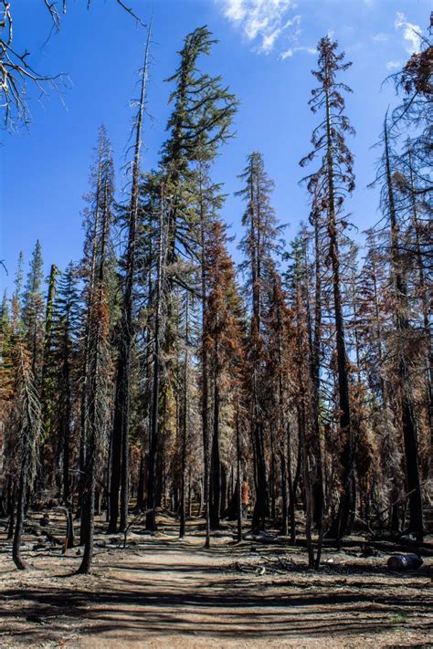 Hiking The Dixie Fire Scar At Lassen National Park Coastside Slacking