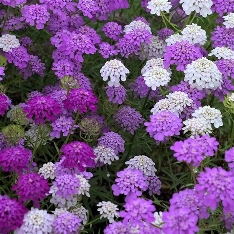Candytuft Seeds Mixed Colors Rosesu®