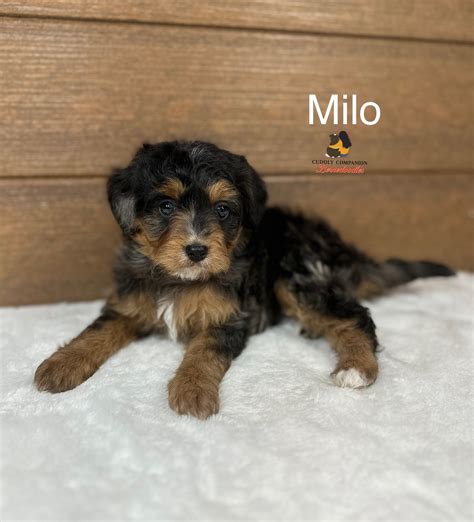 Milo Cuddly Companion Doodles