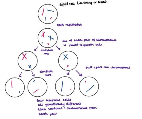 Meiosis Flashcards Quizlet
