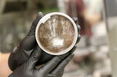 Así Son Las Casas A Base De Hongos Que Diseña La Nasa Para Vivir En Cualquier Planeta Infobae