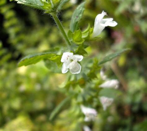 Melissa Plant Growing And Care Guide For Gardeners