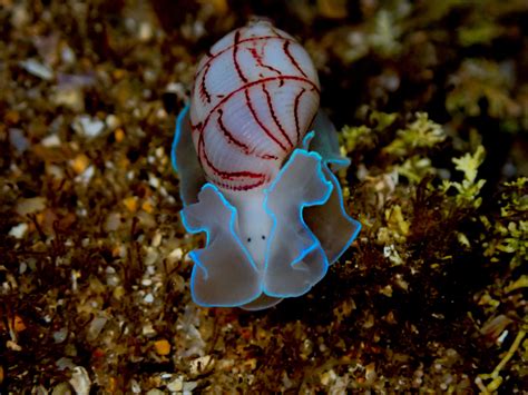 Red Lined Bubble Snail From Toowoon Bay Nsw Australia On January 01