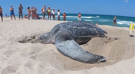 Leatherback Sea Turtle Pictures