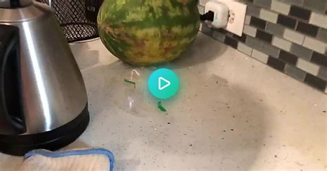 Fizzy Melon Album On Imgur