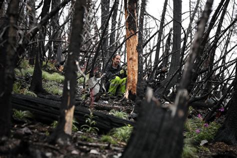 What Is A Microclimate Tiny Ecosystems Help Entire Species Thrive
