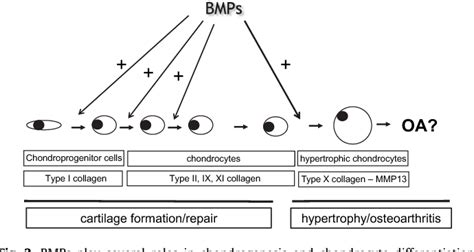 Chondrocyte Differentiation Semantic Scholar