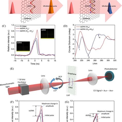 Dft Calculations Of Adsorption Of Dna Nucleobases On Graphene Ab Download Scientific Diagram
