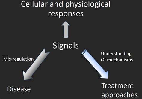 Signal Transduction Diagram Quizlet