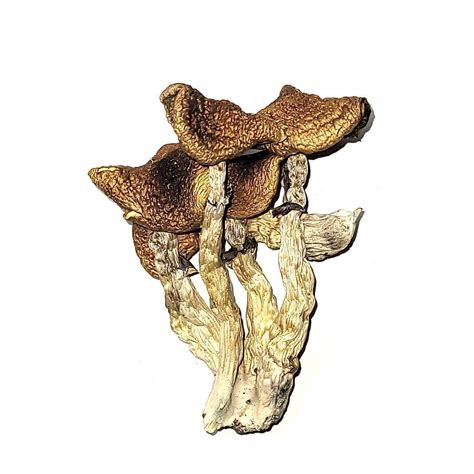 Amazonian Cubensis Dried Mushroom The Fun Guys