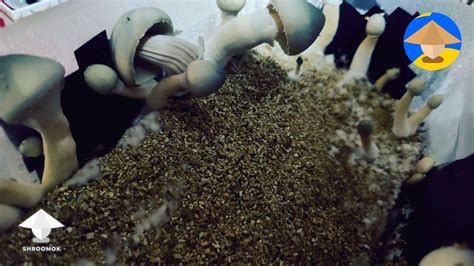 Baper Gallery On Shroomok