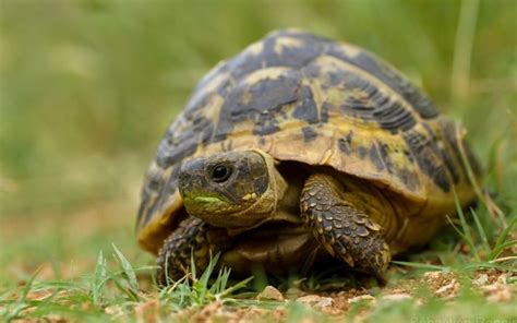Tortoises Hd Wallpapers