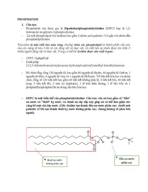St101 Phosphatide Structure Properties And Functions Explained Studocu