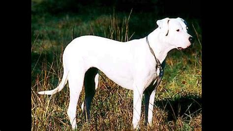 كلب الدوجو الارجنتيني 🥵 Youtube