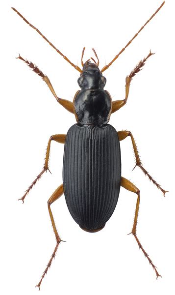 Artfakta Från Slu Artdatabanken