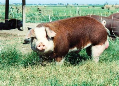 Hereford Pig Pig Farming Pig Breeds Hereford Pigs