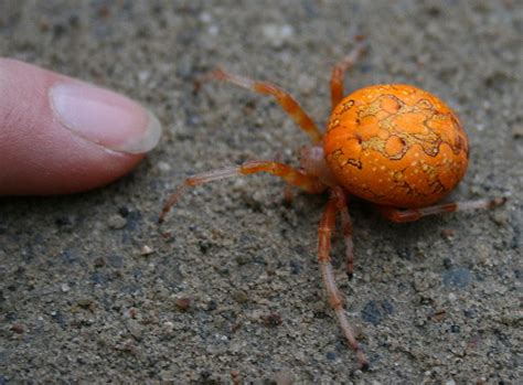 What Is That Big Orange Spider The Infinite Spider