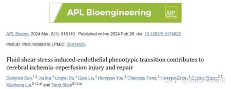 流体剪切应力诱导的内皮表型转化对脑缺血再灌注损伤和修复的影响 知乎