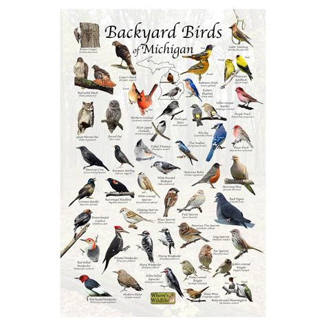 Backyard Birds Of Michigan Bird Identification Poster Bird Field Guide Bird Watching Nature