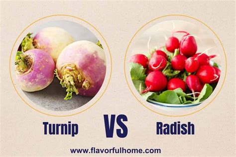 Turnip Vs Radish Know The Difference Flavorful Home